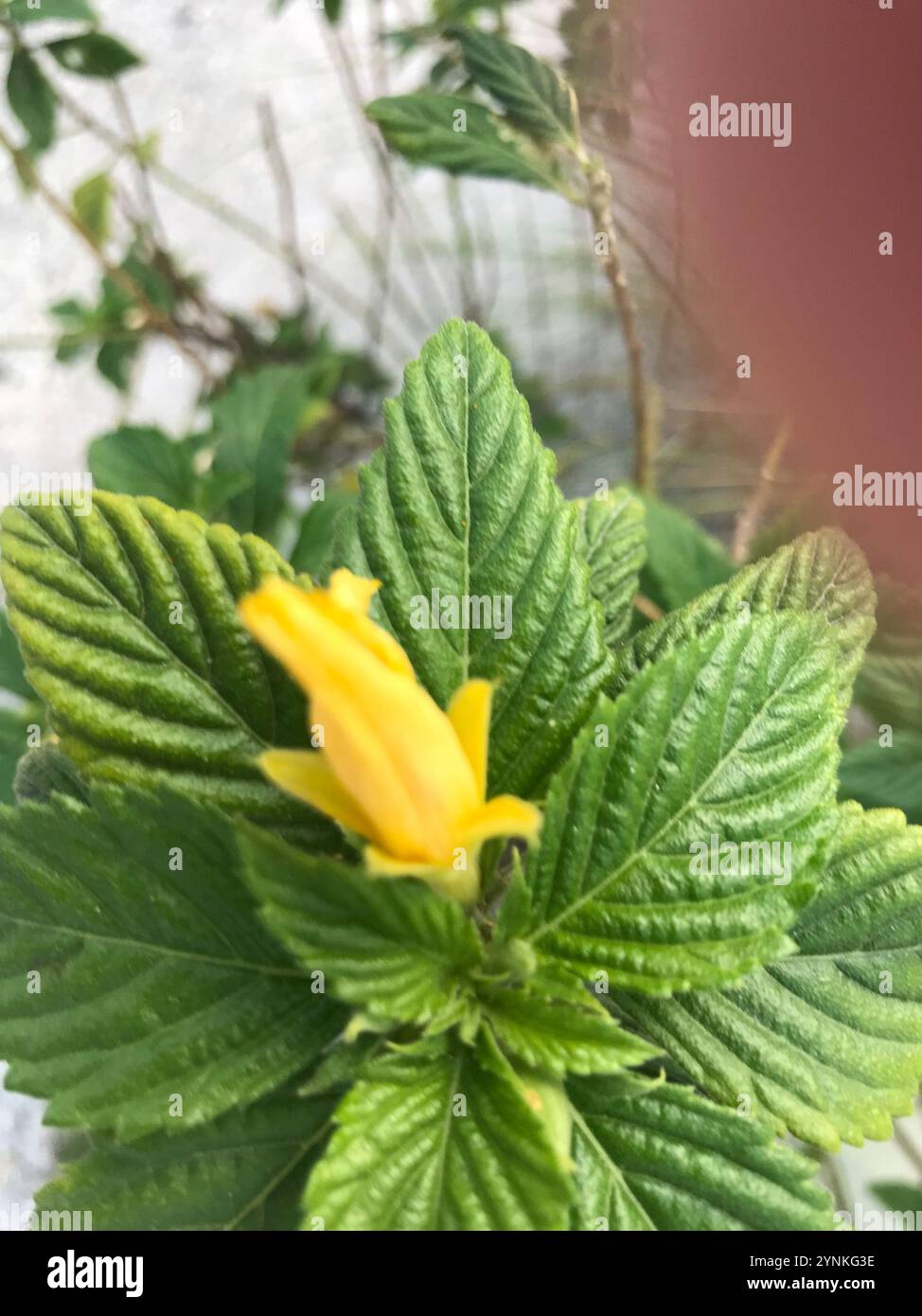 Yellow alder (Turnera ulmifolia Stock Photo - Alamy