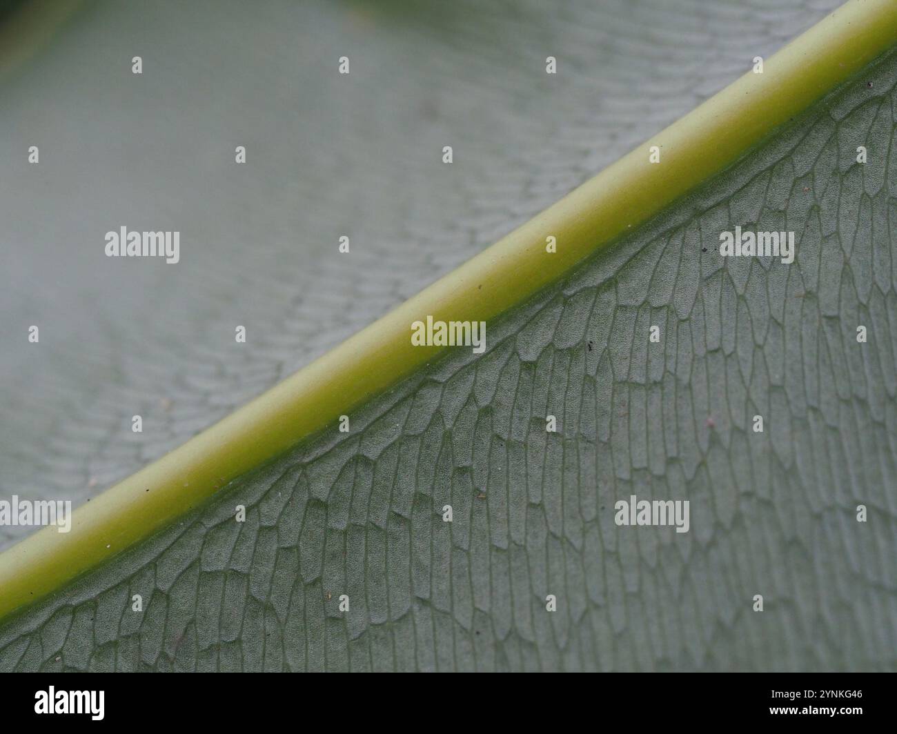 Golden Leather Fern (Acrostichum aureum Stock Photo - Alamy