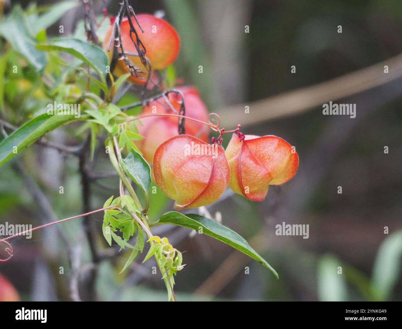 Lesser Balloon Vine (Cardiospermum halicacabum Stock Photo - Alamy