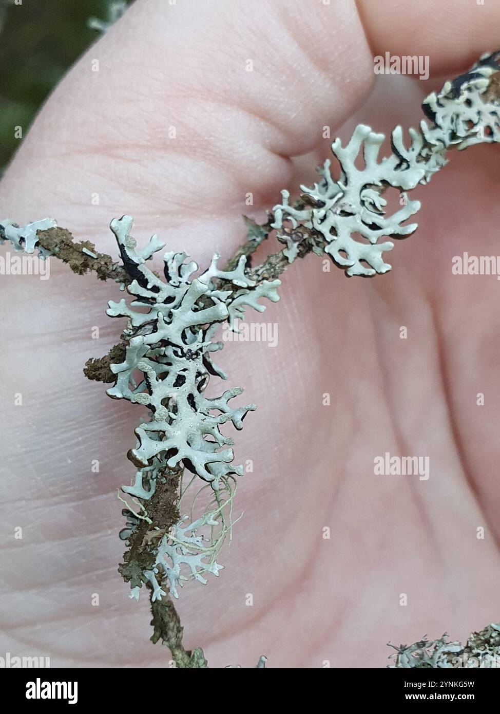 Powder-headed Tube Lichen (Hypogymnia tubulosa Stock Photo - Alamy