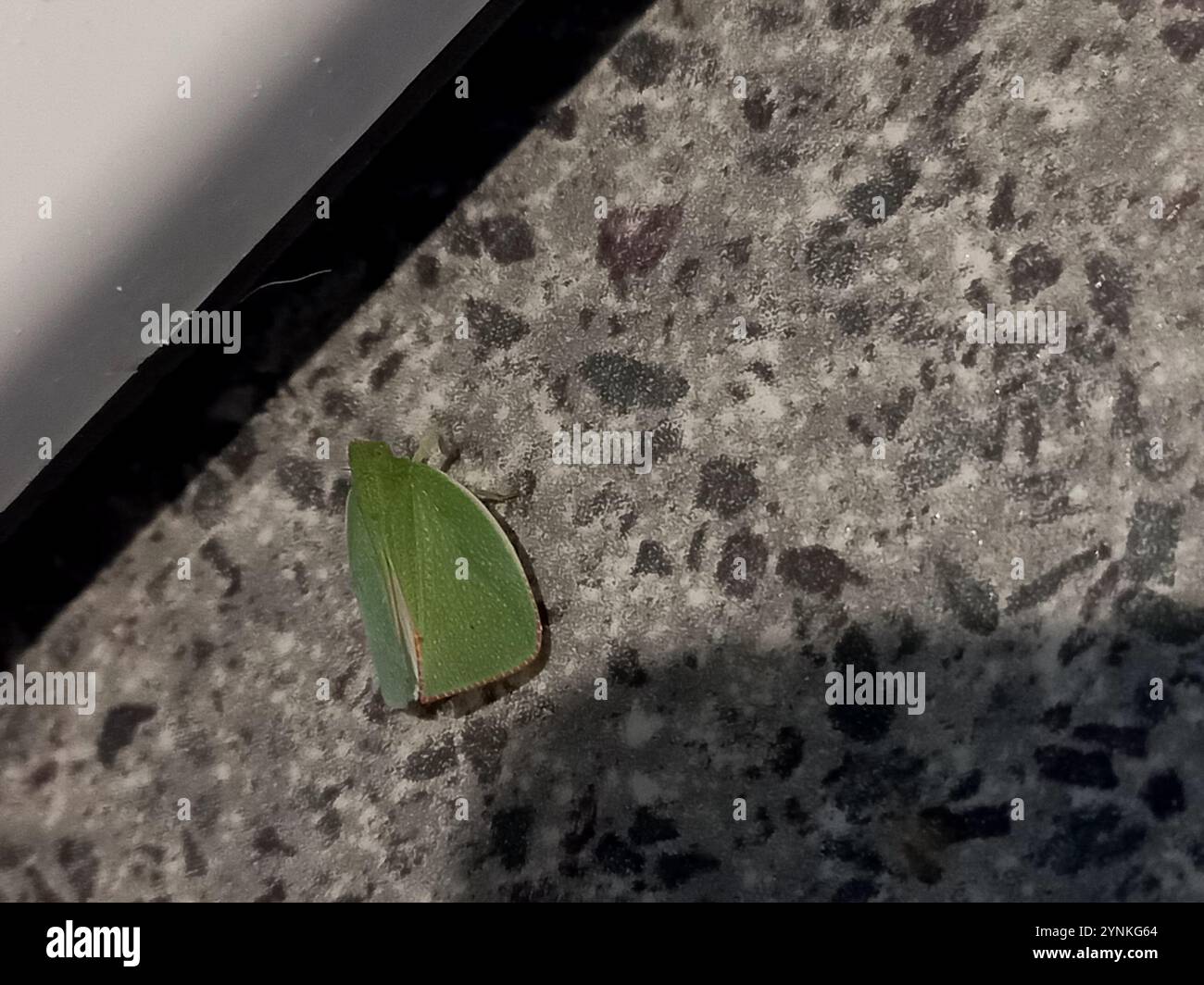 Torpedo Bug (Siphanta acuta Stock Photo - Alamy