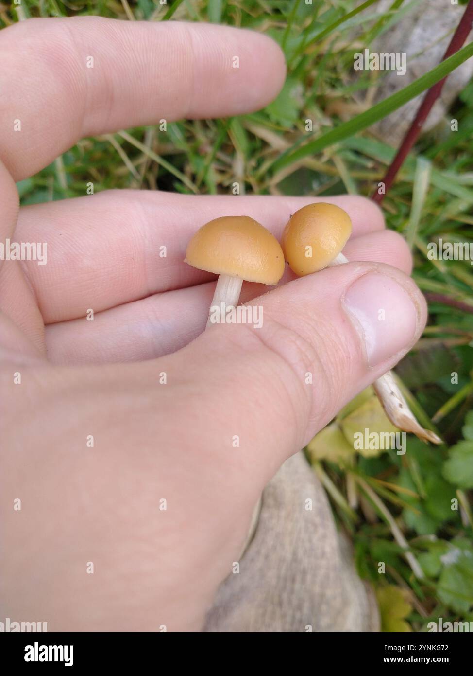 Moss Bells (Galerina Stock Photo - Alamy