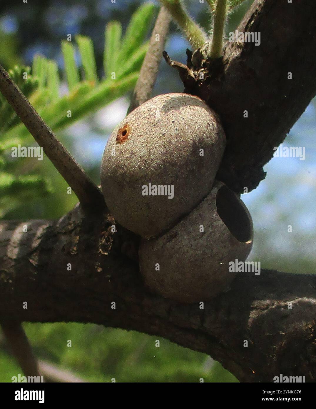 Slug Caterpillar Moths (Limacodidae Stock Photo - Alamy