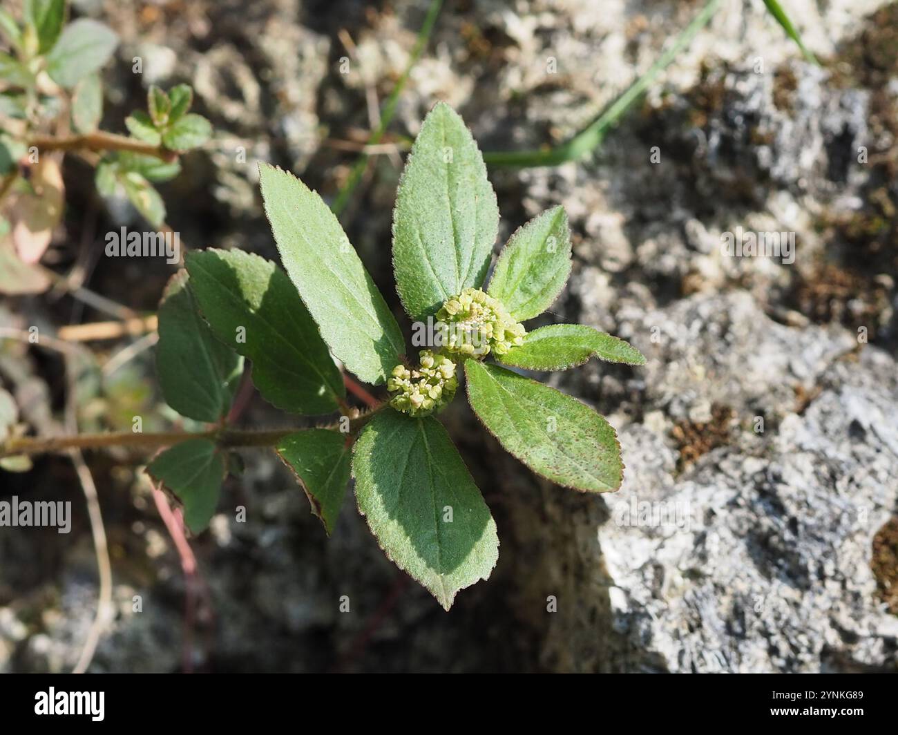 Asthma plant (Euphorbia hirta Stock Photo - Alamy