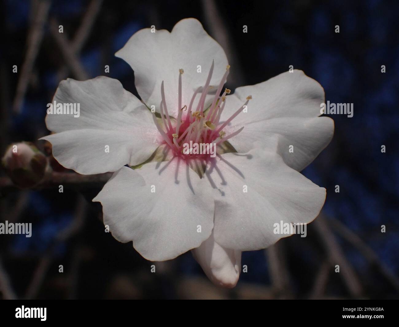 Almond (Prunus amygdalus Stock Photo - Alamy