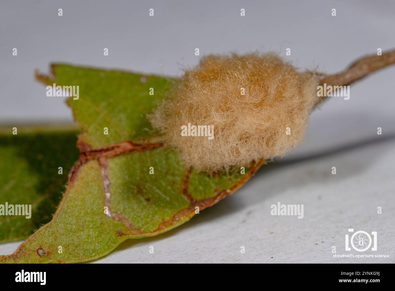 Eurytoma hi-res stock photography and images - Alamy