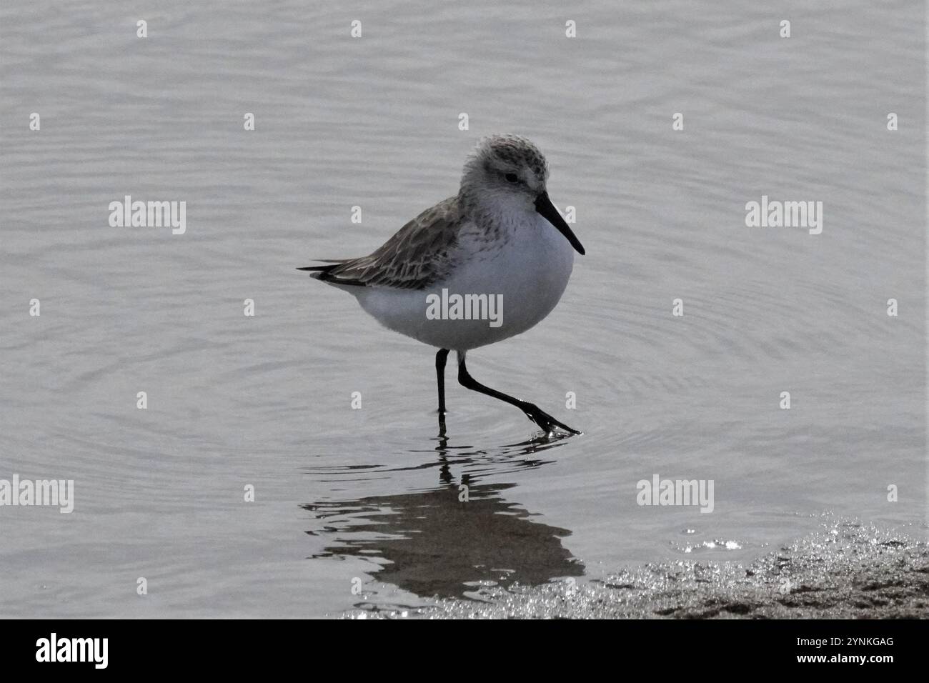 Western Sandpiper (Calidris mauri Stock Photo - Alamy