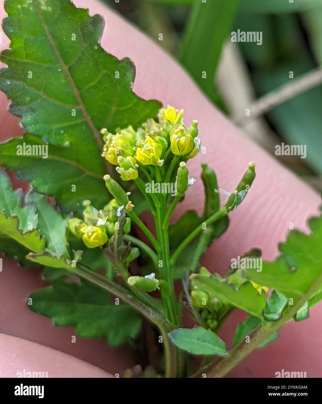 Bog Yellowcress (Rorippa palustris Stock Photo - Alamy