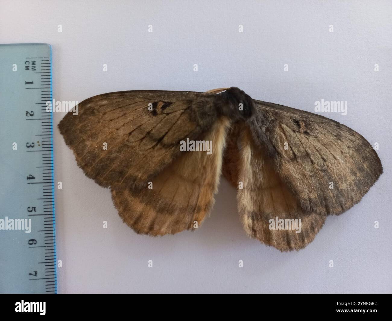 Tantalus king hi-res stock photography and images - Alamy