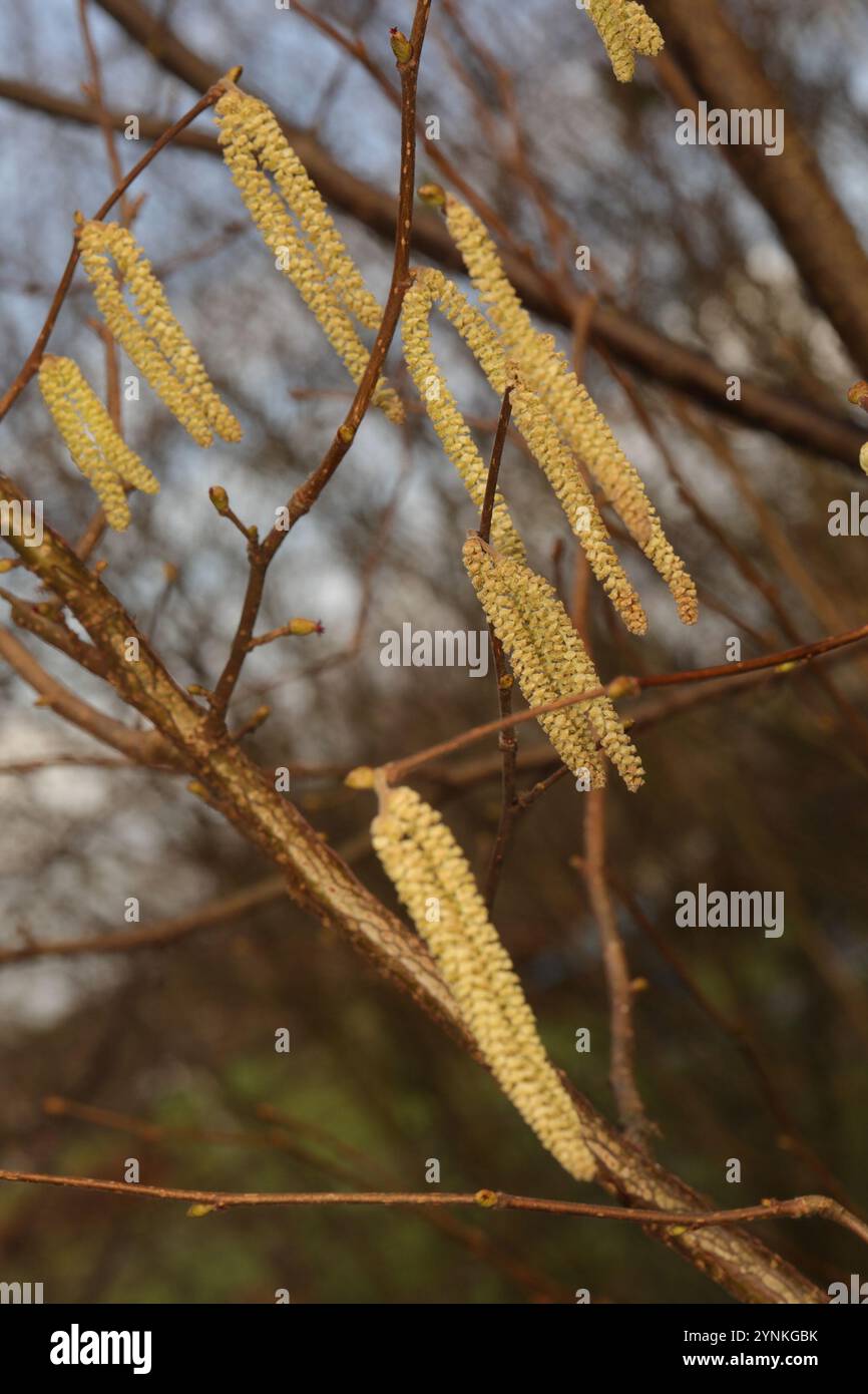 common hazel (Corylus avellana Stock Photo - Alamy