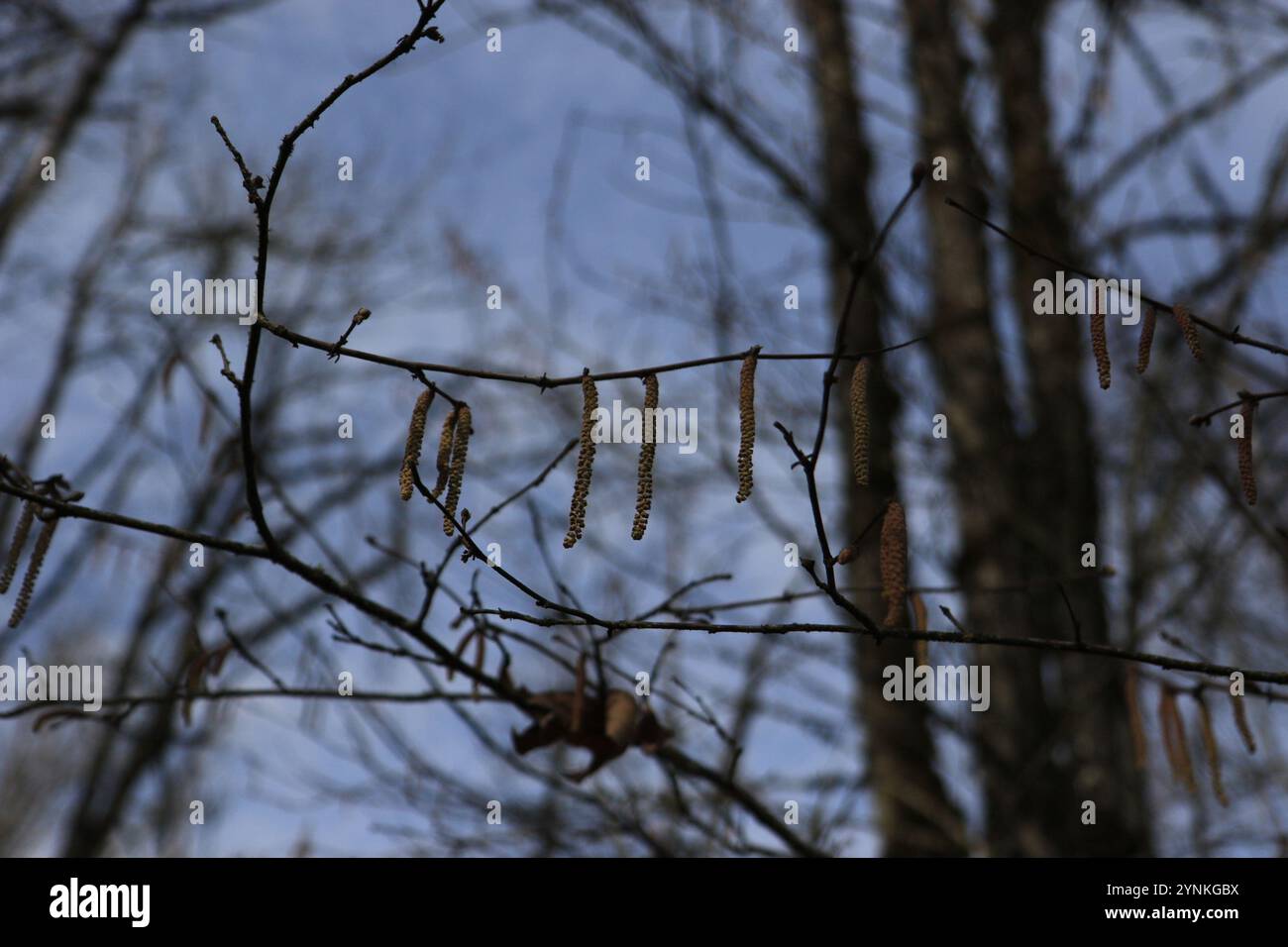 beaked hazelnut (Corylus cornuta Stock Photo - Alamy