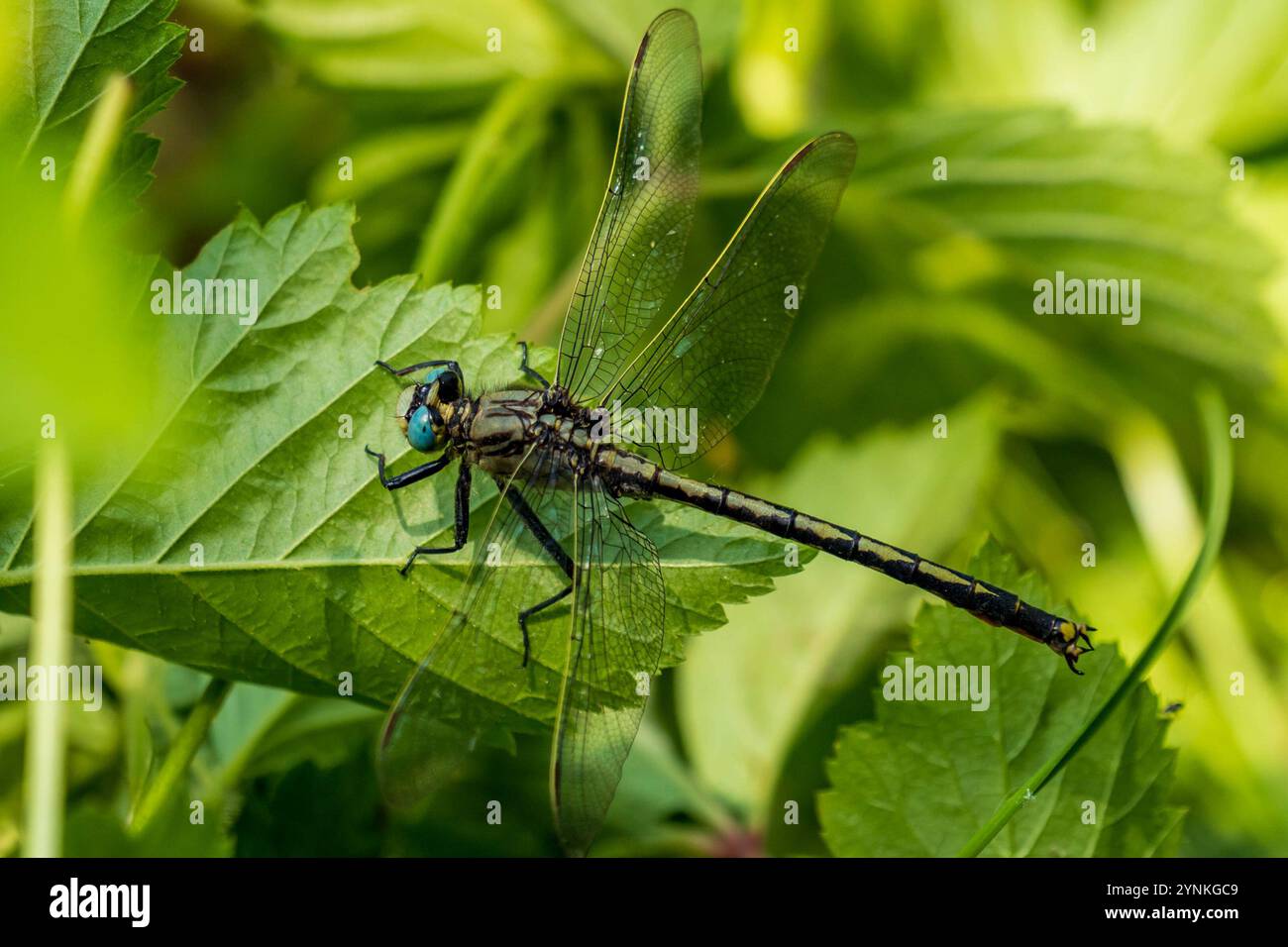 Horned Clubtail (Arigomphus cornutus Stock Photo - Alamy