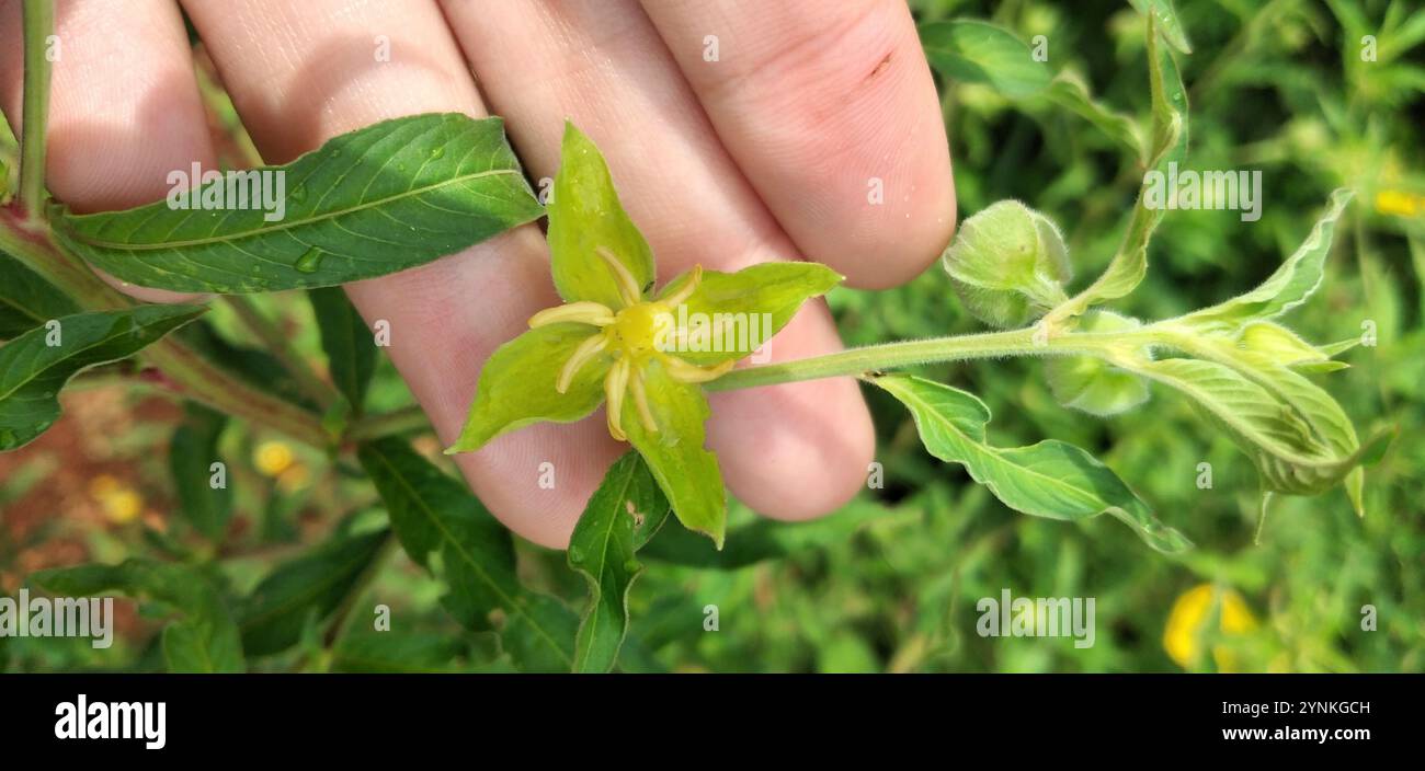 Peruvian primrose-willow (Ludwigia peruviana Stock Photo - Alamy