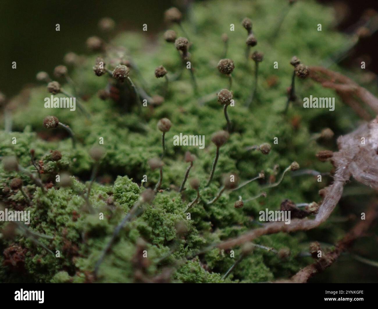 Sulphur Stubble Lichen (Chaenotheca furfuracea Stock Photo - Alamy