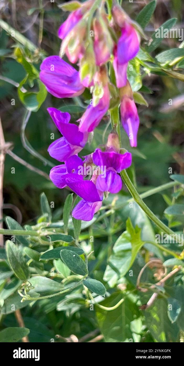 Pacific pea (Lathyrus vestitus Stock Photo - Alamy