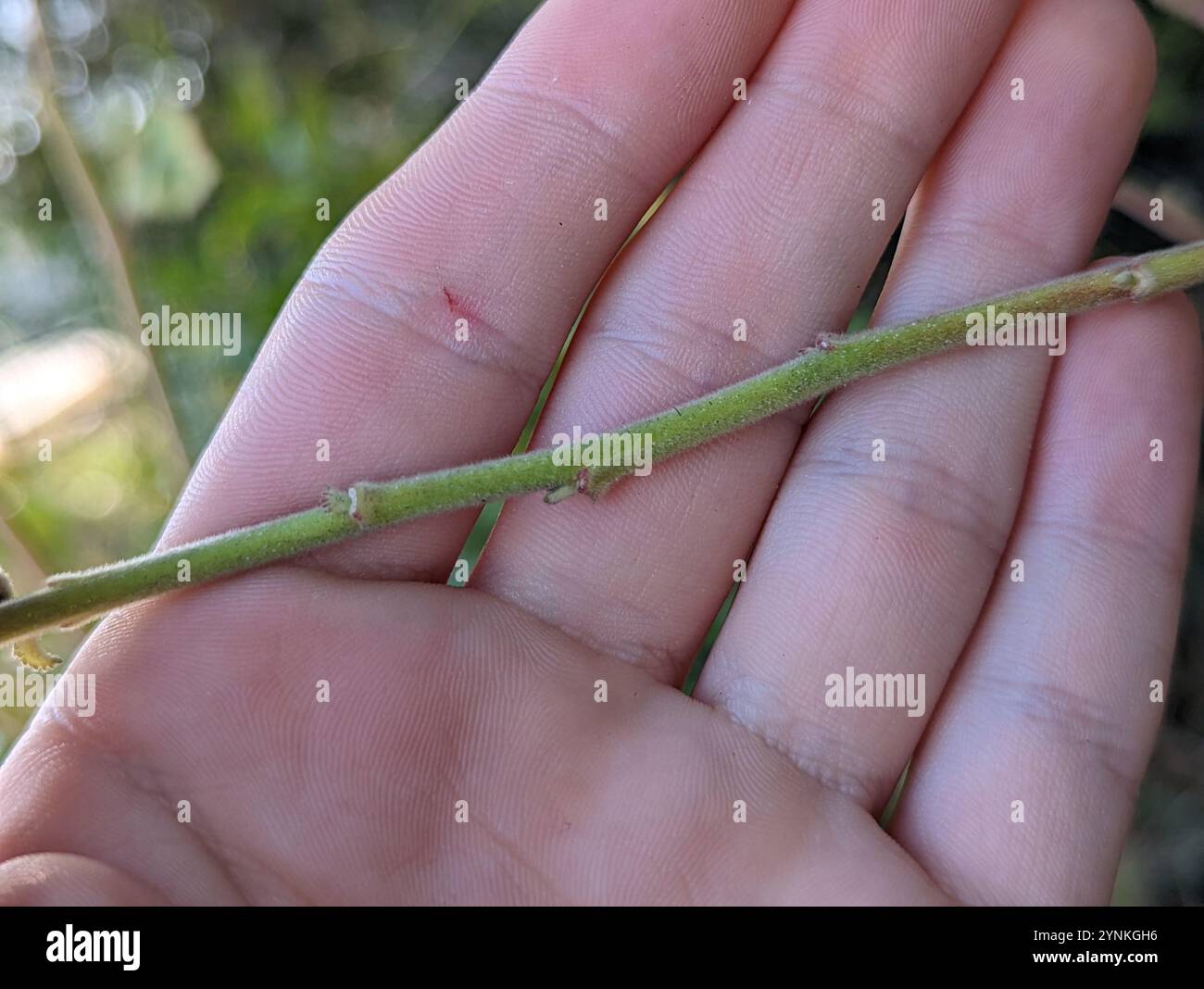 flannel weed (Sida cordifolia Stock Photo - Alamy