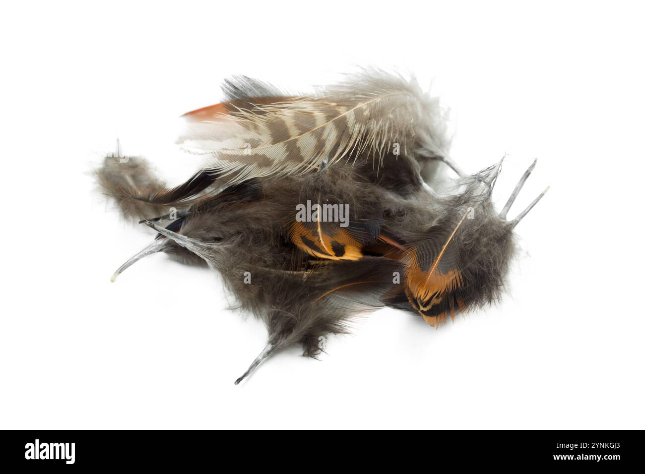 bird feather isolated on white background Stock Photo - Alamy