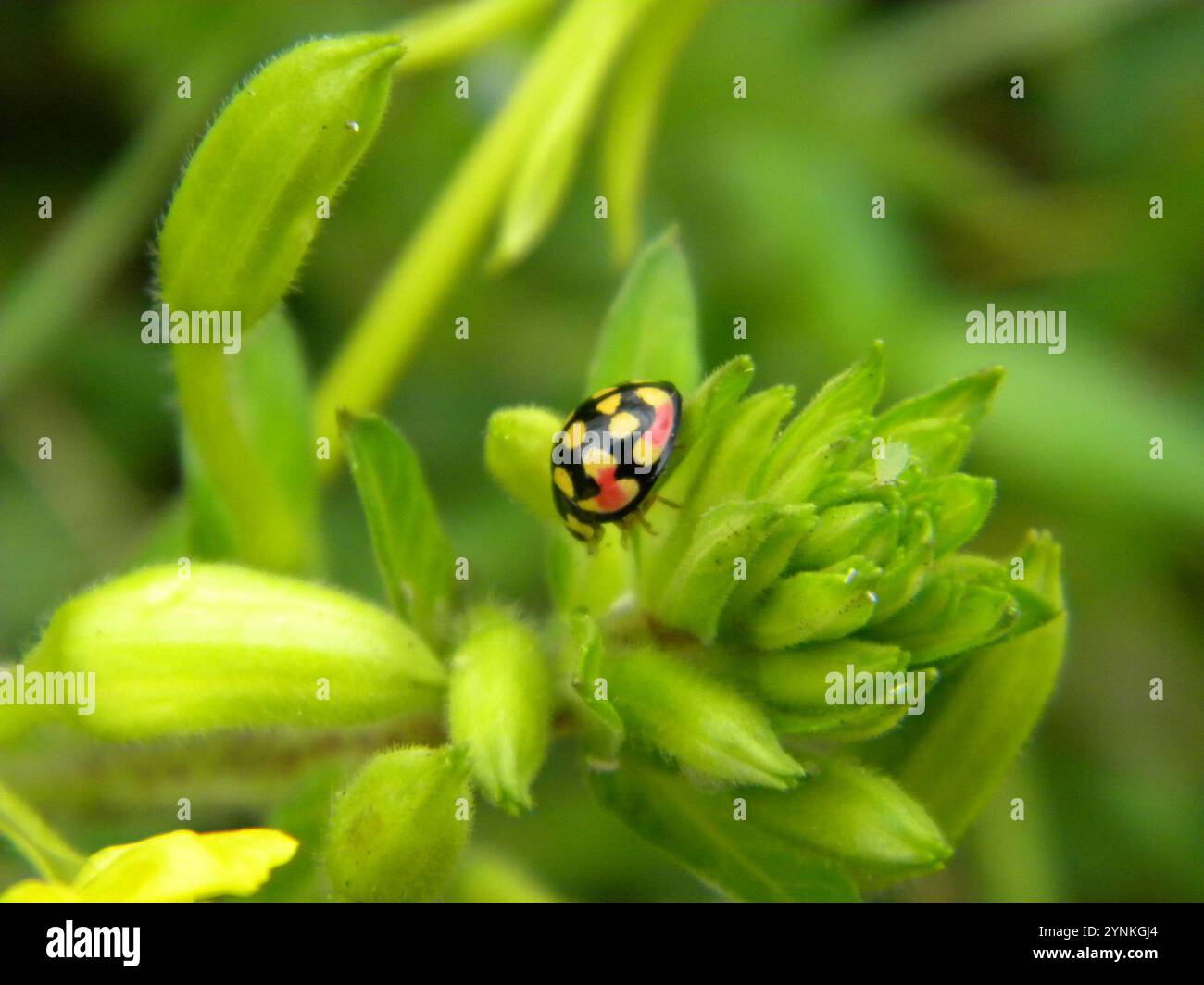 Cheilomenes hi-res stock photography and images - Alamy