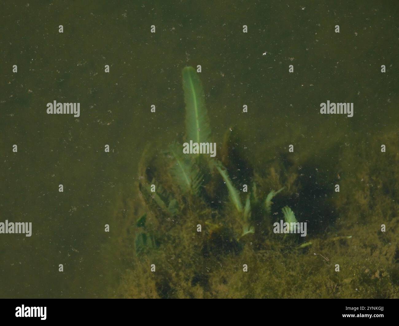 Green Feather Alga (Caulerpa sertularioides Stock Photo - Alamy