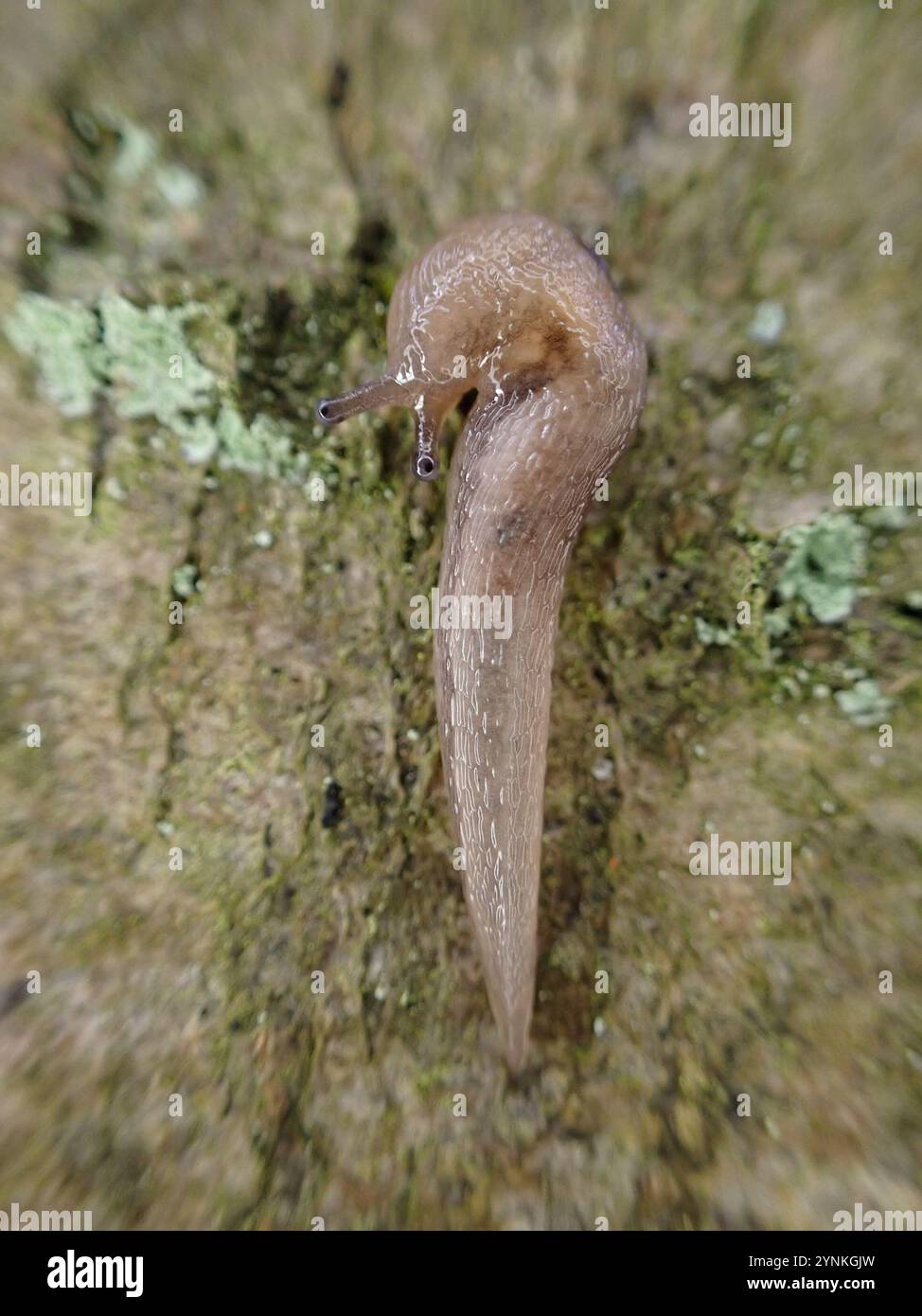 Keelback Slugs (Limacidae Stock Photo - Alamy