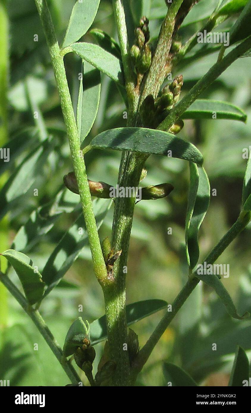 (Indigofera cryptantha cryptantha Stock Photo - Alamy