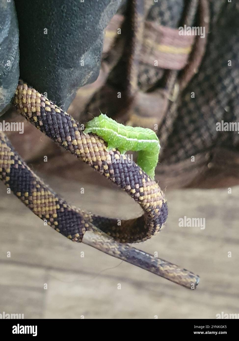 Plusiine Looper Moths (Plusiinae Stock Photo - Alamy