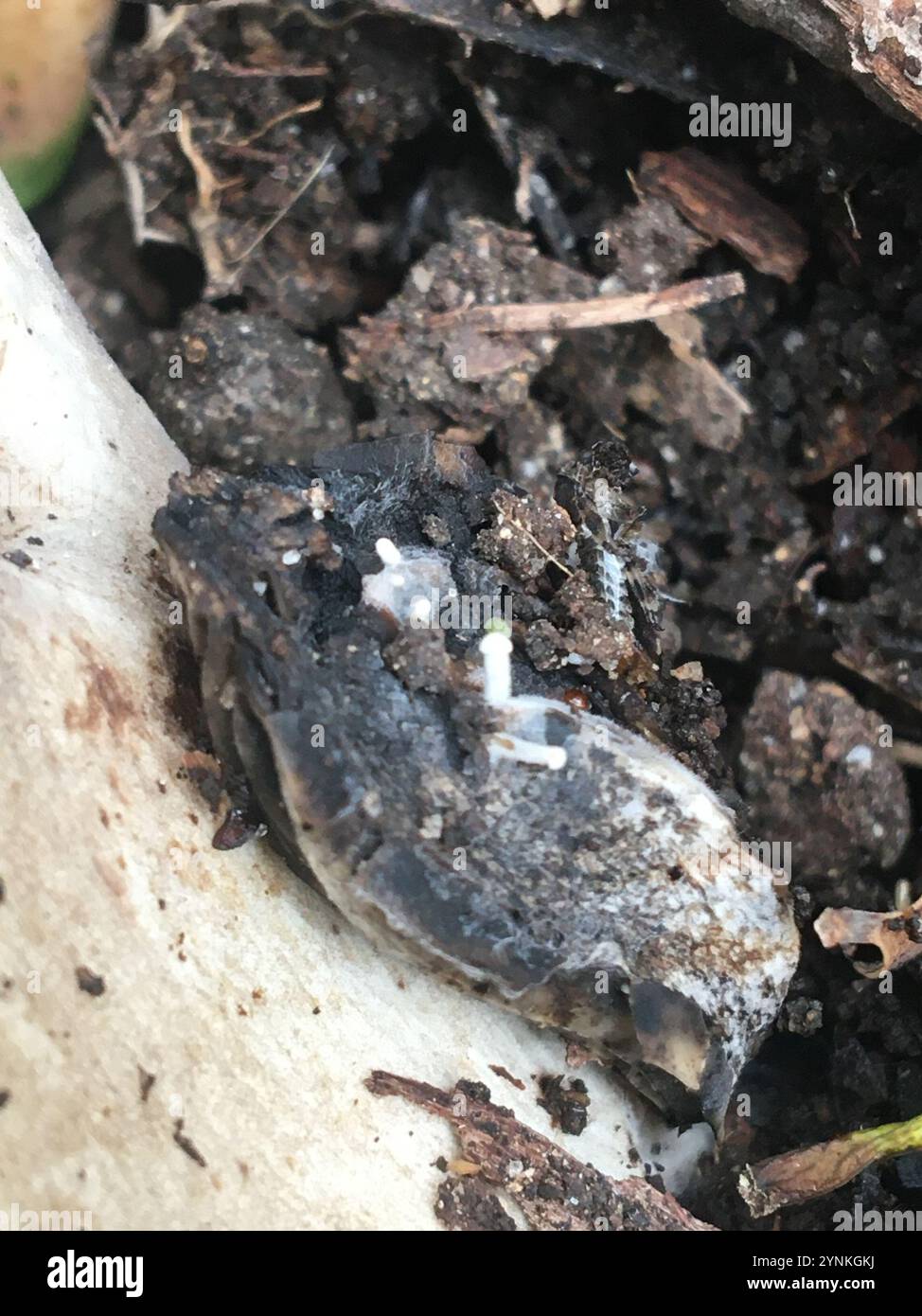 Grey Jockey (Asterophora mirabilis Stock Photo - Alamy