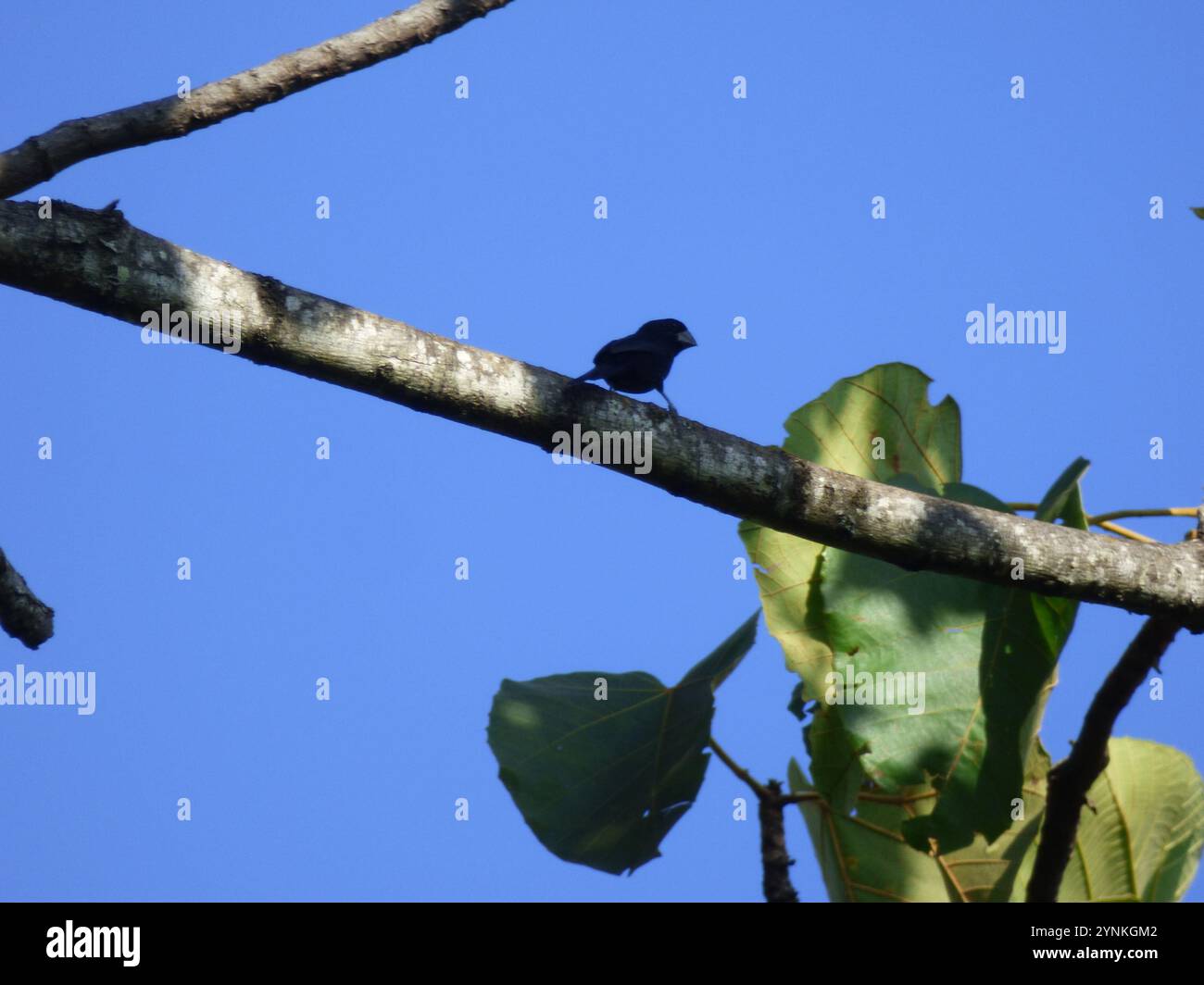 Thick-billed Seed-Finch (Sporophila funerea Stock Photo - Alamy