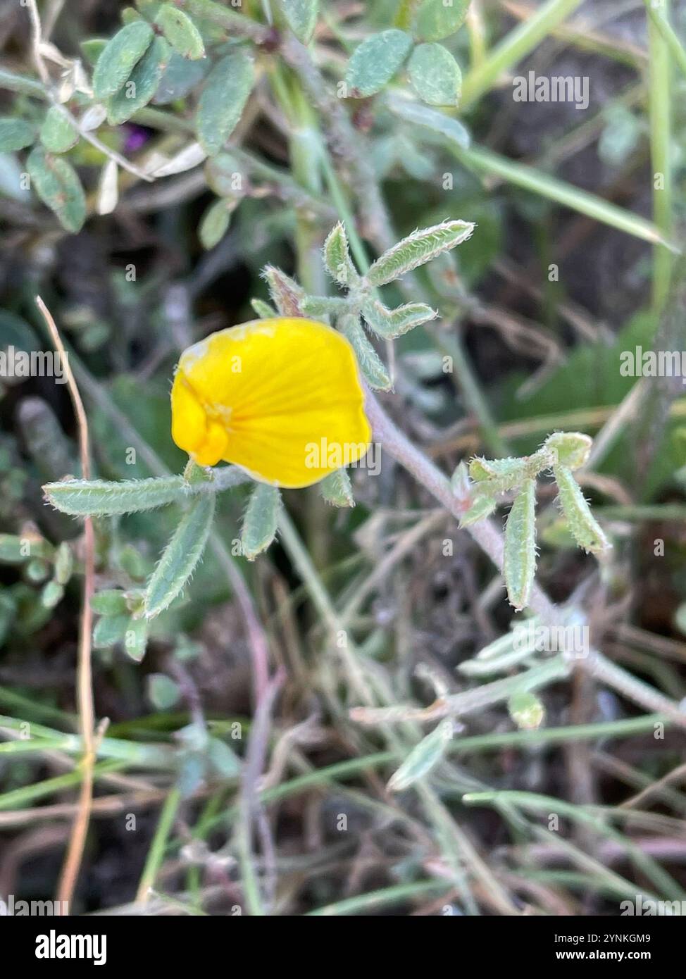 Strigose lotus hi-res stock photography and images - Alamy