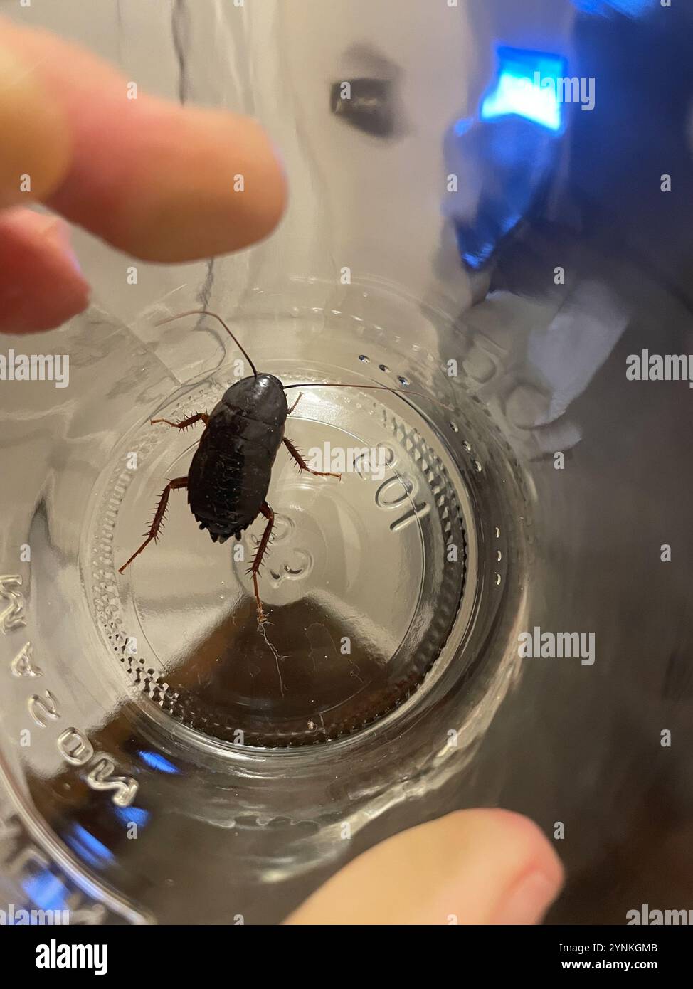 Oriental Cockroach (Blatta orientalis Stock Photo - Alamy