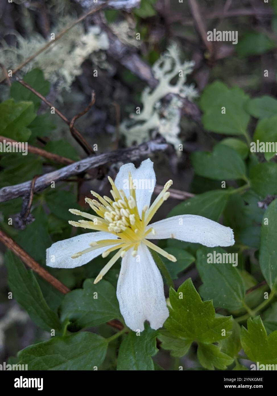 Pipestem Clematis (Clematis lasiantha Stock Photo - Alamy