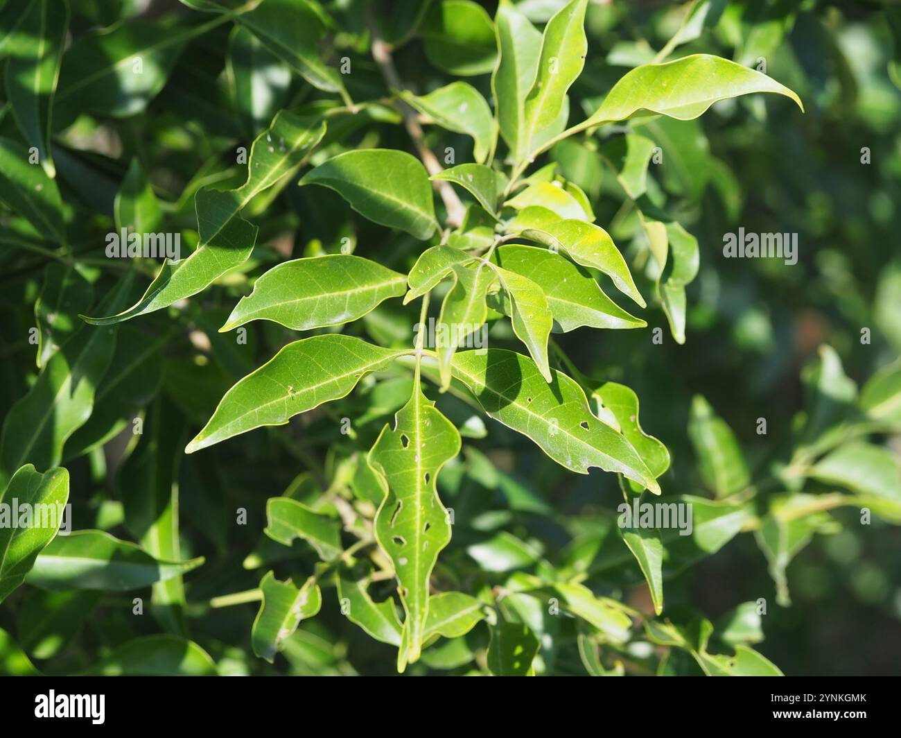 Evergreen tropical ash (Fraxinus griffithii Stock Photo - Alamy