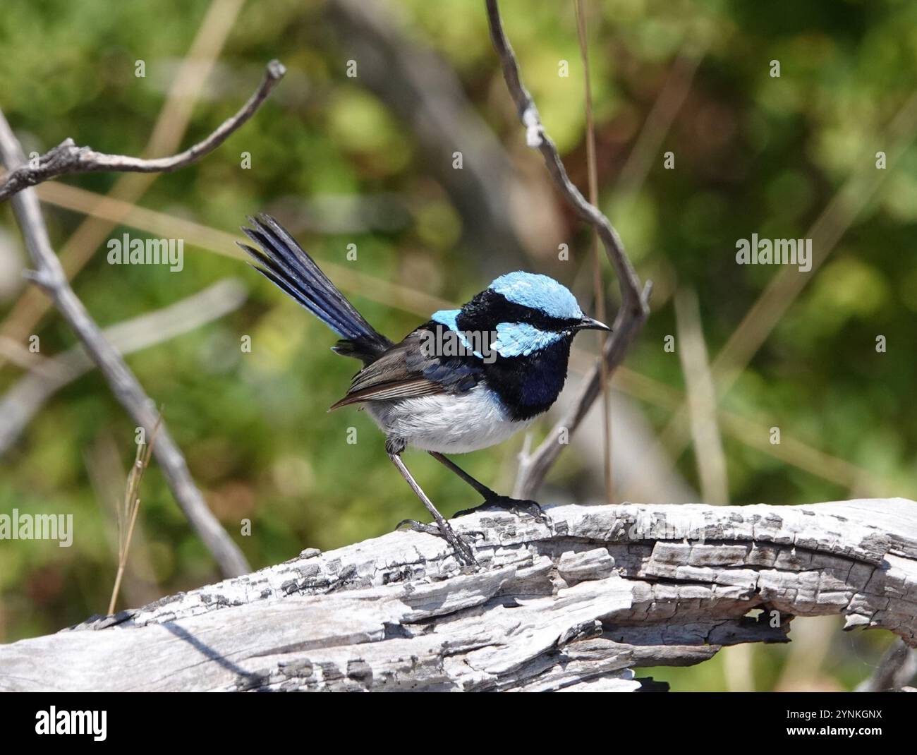 Superb Fairywren (Malurus cyaneus Stock Photo - Alamy