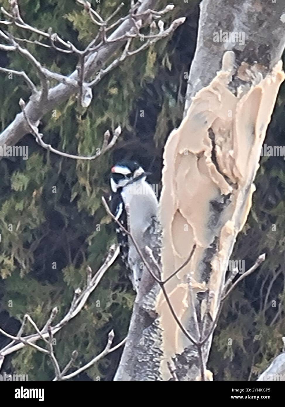 Downy Woodpecker (Dryobates pubescens Stock Photo - Alamy
