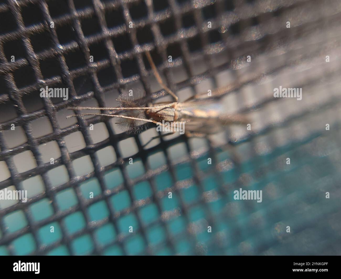 Non-biting Midges (Chironomidae Stock Photo - Alamy