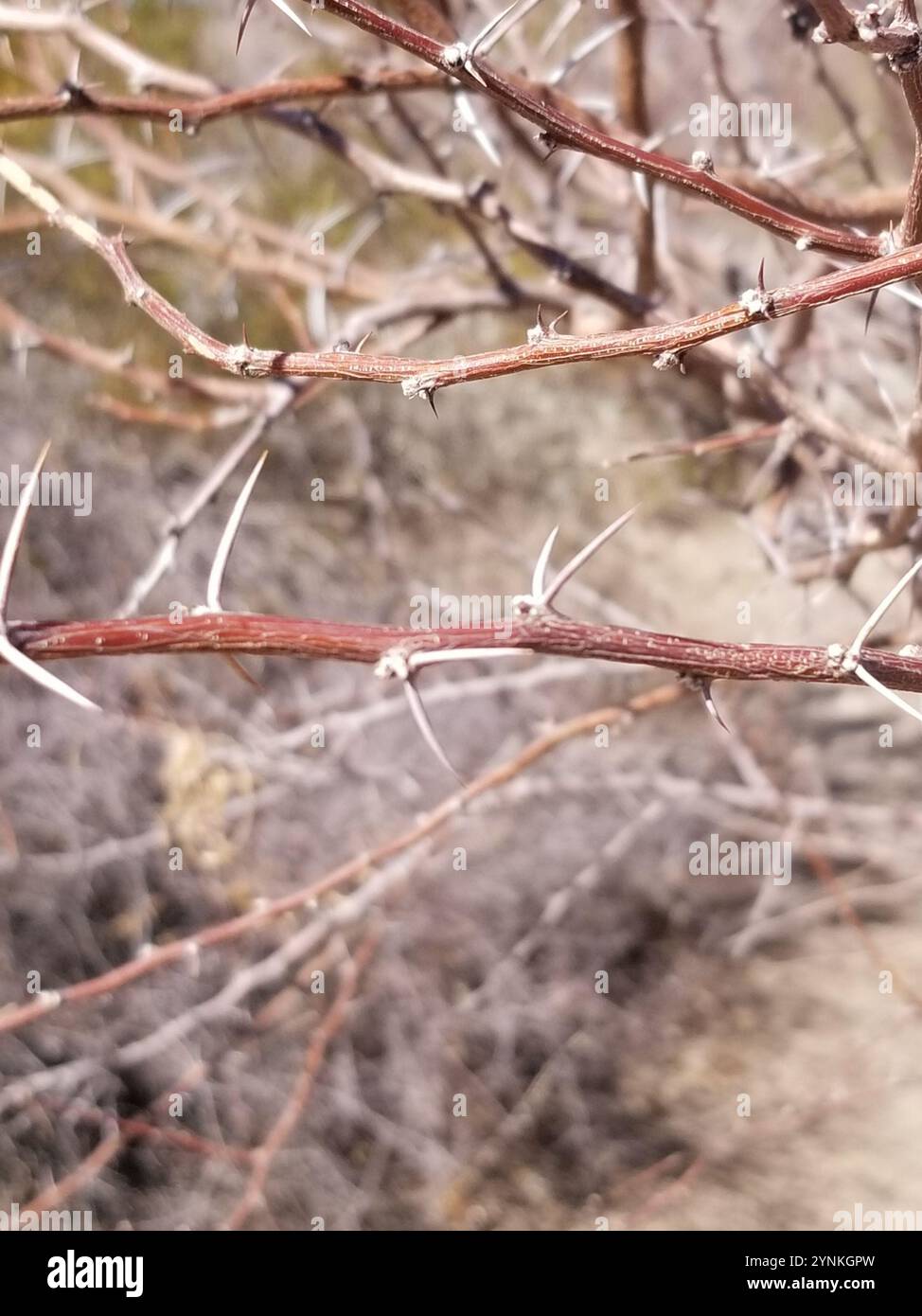 whitethorn acacia (Vachellia constricta Stock Photo - Alamy