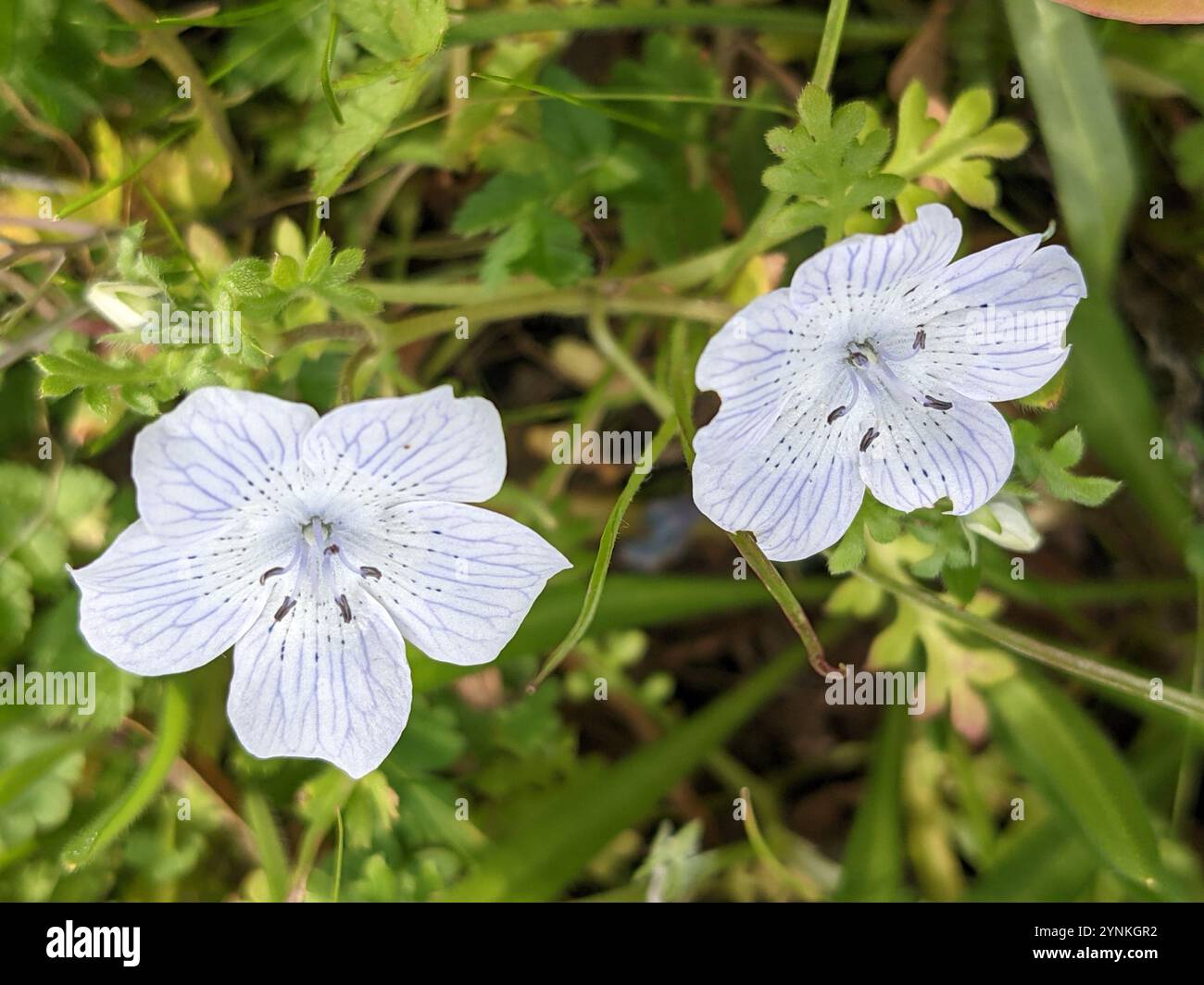 white baby blue eyes (Nemophila menziesii atomaria Stock Photo - Alamy