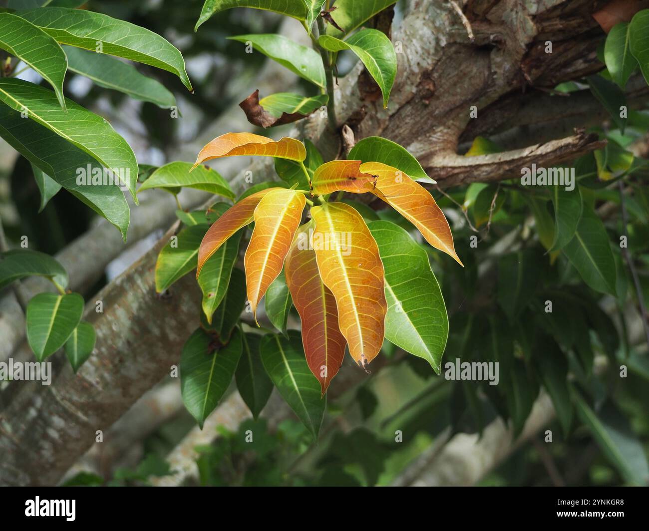 Japanese Superb Fig (Ficus subpisocarpa Stock Photo - Alamy