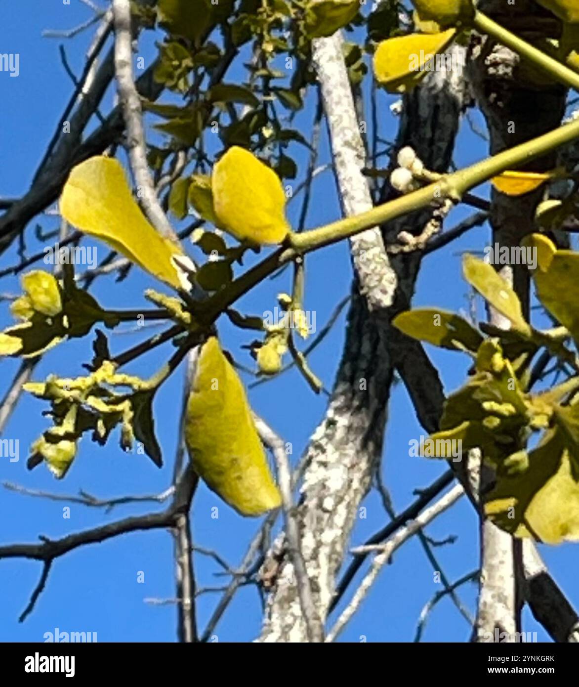 broadleaf mistletoe (Phoradendron macrophyllum Stock Photo - Alamy