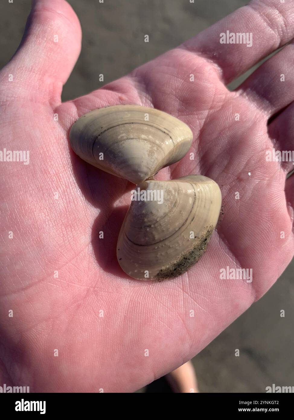 Pismo Clam (Tivela stultorum Stock Photo - Alamy
