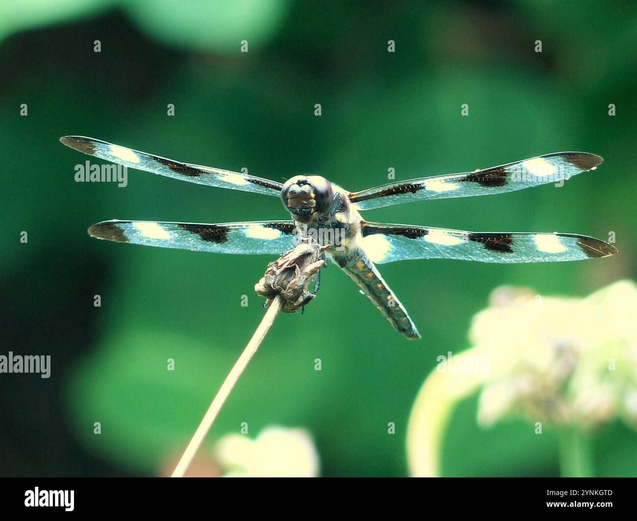 Twelve-spotted Skimmer (Libellula pulchella Stock Photo - Alamy