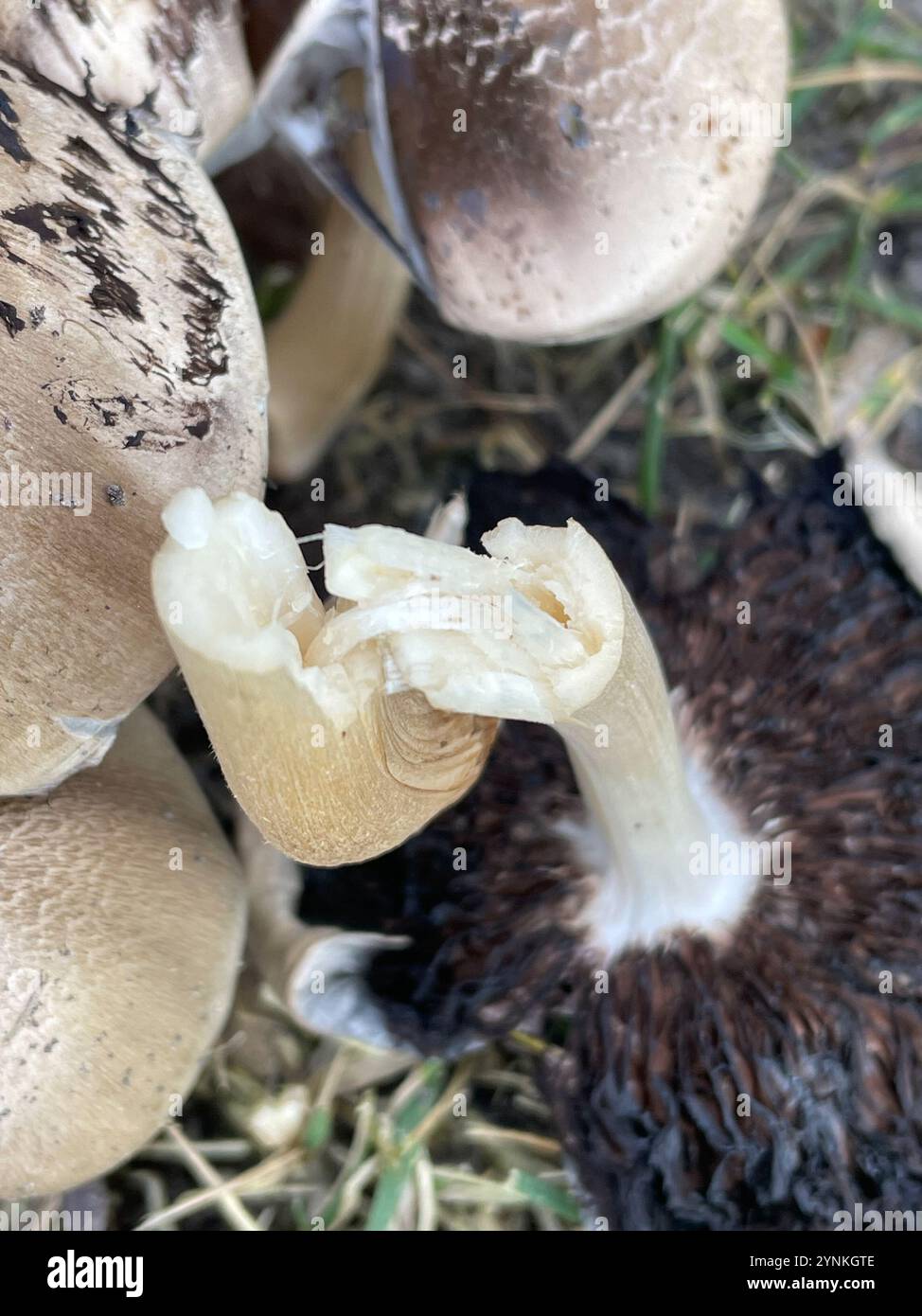 Common Ink Cap (Coprinopsis atramentaria Stock Photo - Alamy