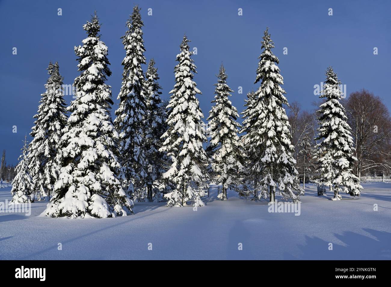 Winter landscape icy trees hi-res stock photography and images - Alamy
