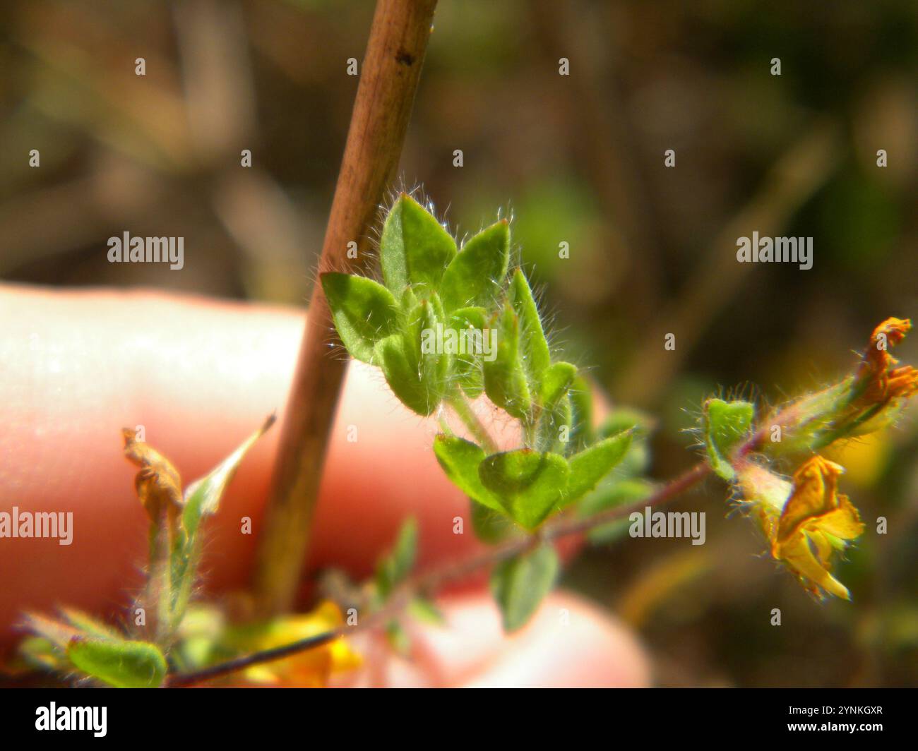 Hairy Bird's-foot-trefoil (Lotus subbiflorus Stock Photo - Alamy