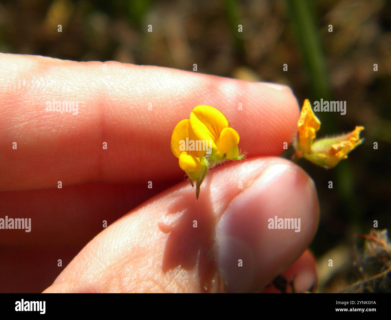Hairy Bird's-foot-trefoil (Lotus subbiflorus Stock Photo - Alamy