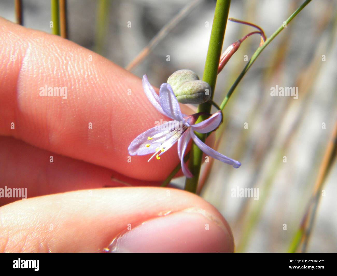 Common Grasslily (Caesia contorta Stock Photo - Alamy
