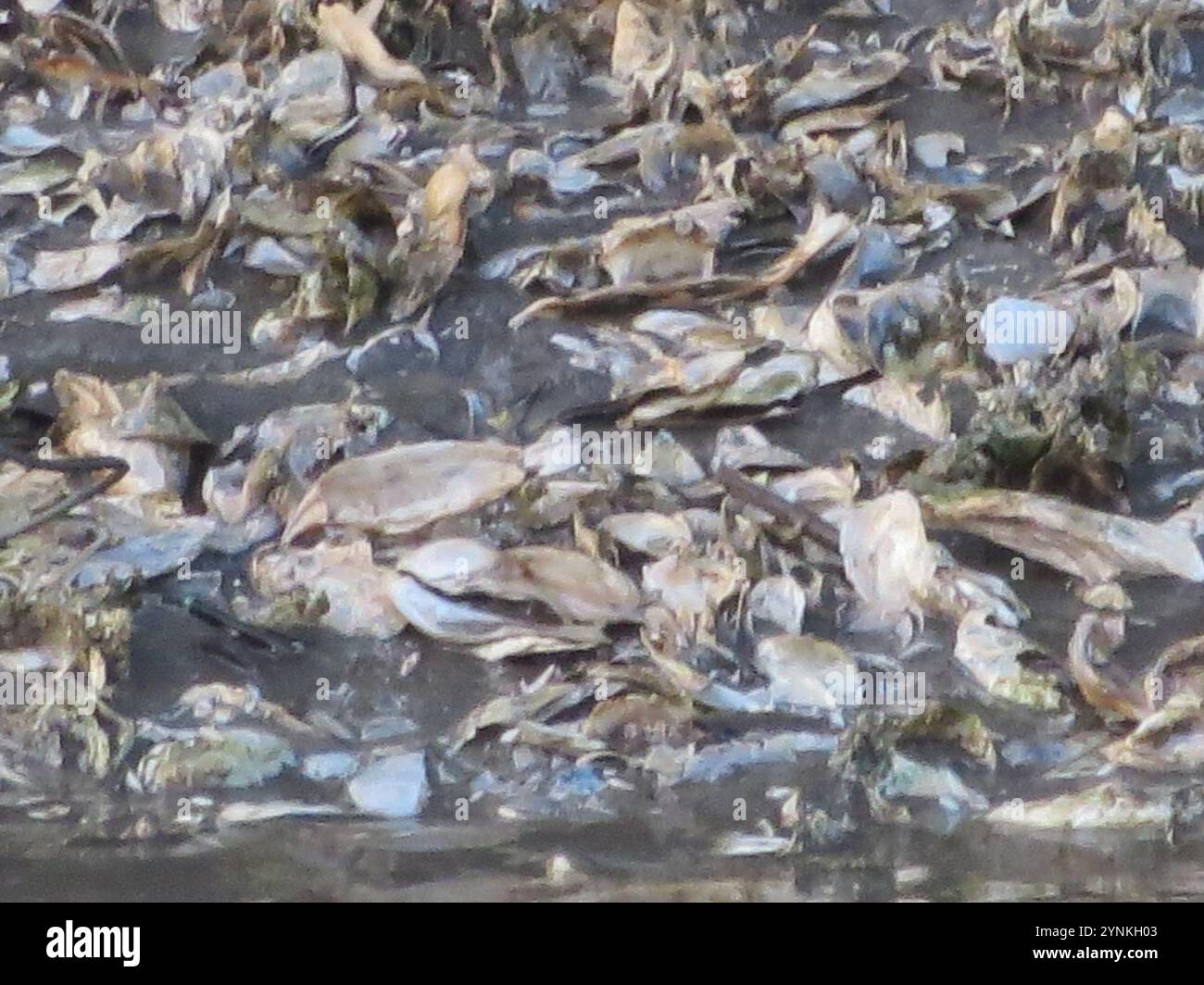 Eastern Oyster (Crassostrea virginica Stock Photo - Alamy