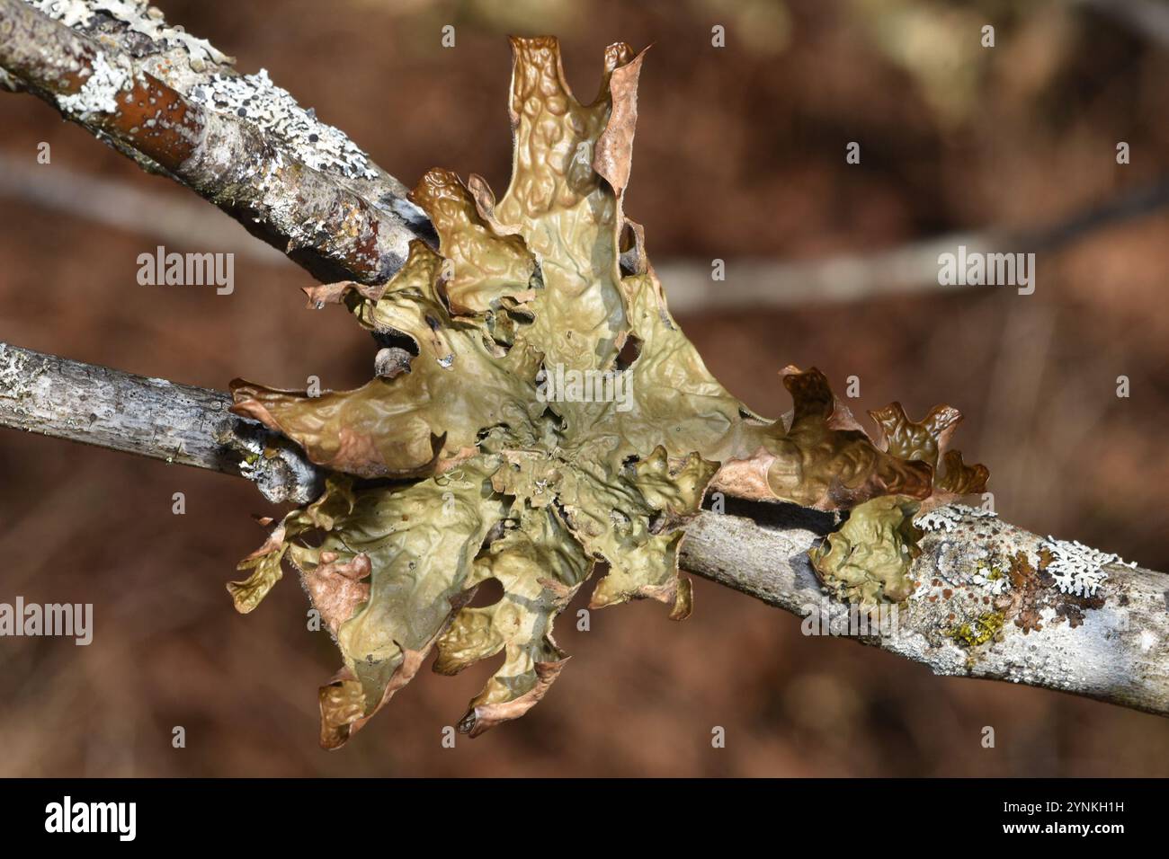 Tree Lungwort (Lobaria pulmonaria Stock Photo - Alamy