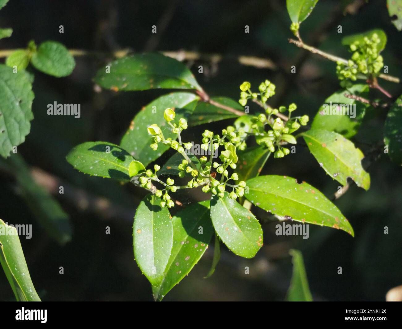 Chinese Hydrangea (Hydrangea chinensis Stock Photo - Alamy