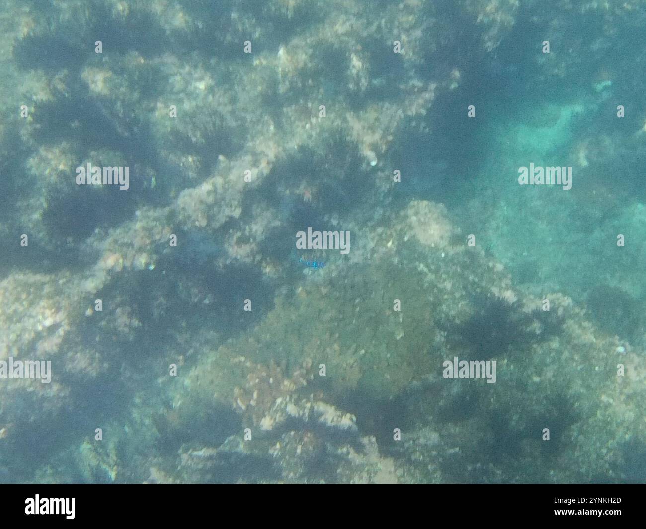 Giant Damselfish (Microspathodon dorsalis Stock Photo - Alamy
